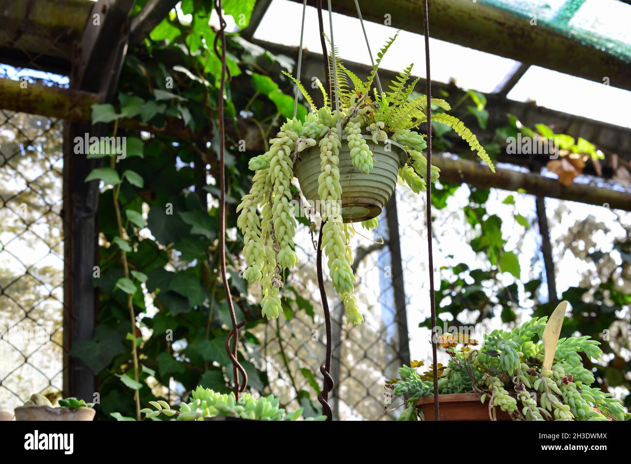 Sedum morganianum in pot hanging, is popular succulent with trailing ...