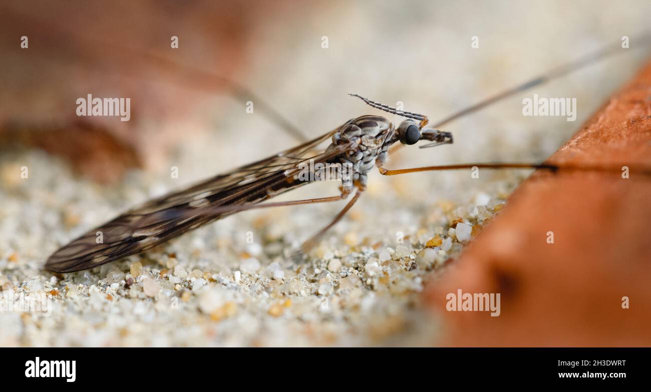Closeup of a crane fly walking on the ground with the blurred ...