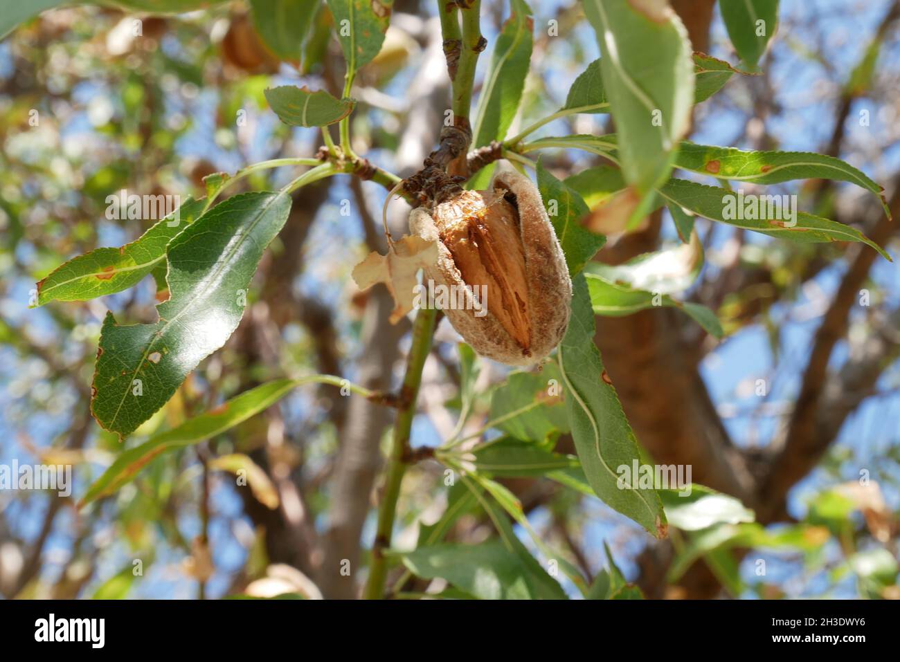 Selective focus of an opened almond growing on a tree branch Stock ...