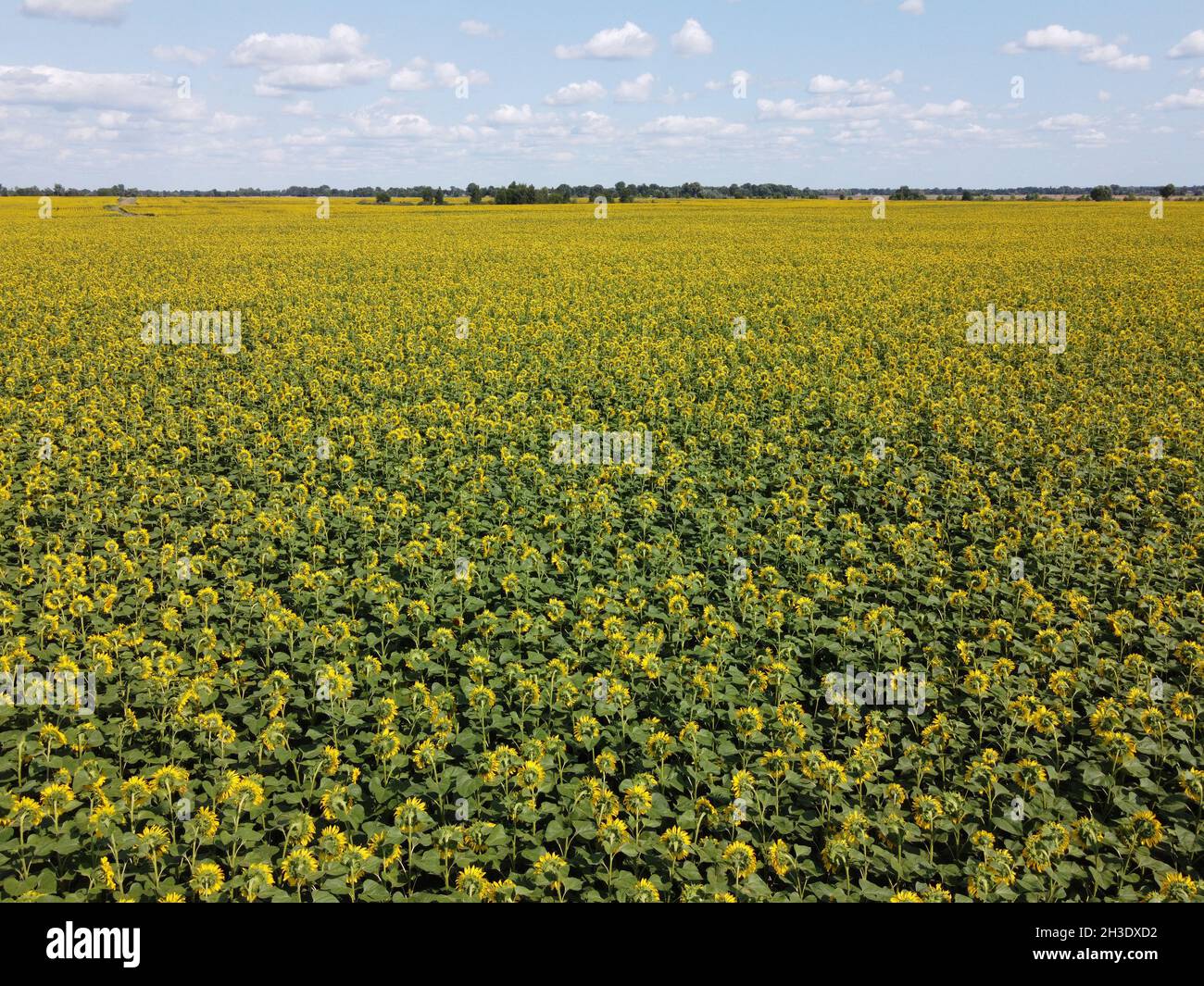 Aerial view beautiful sunflower field hi-res stock photography and ...
