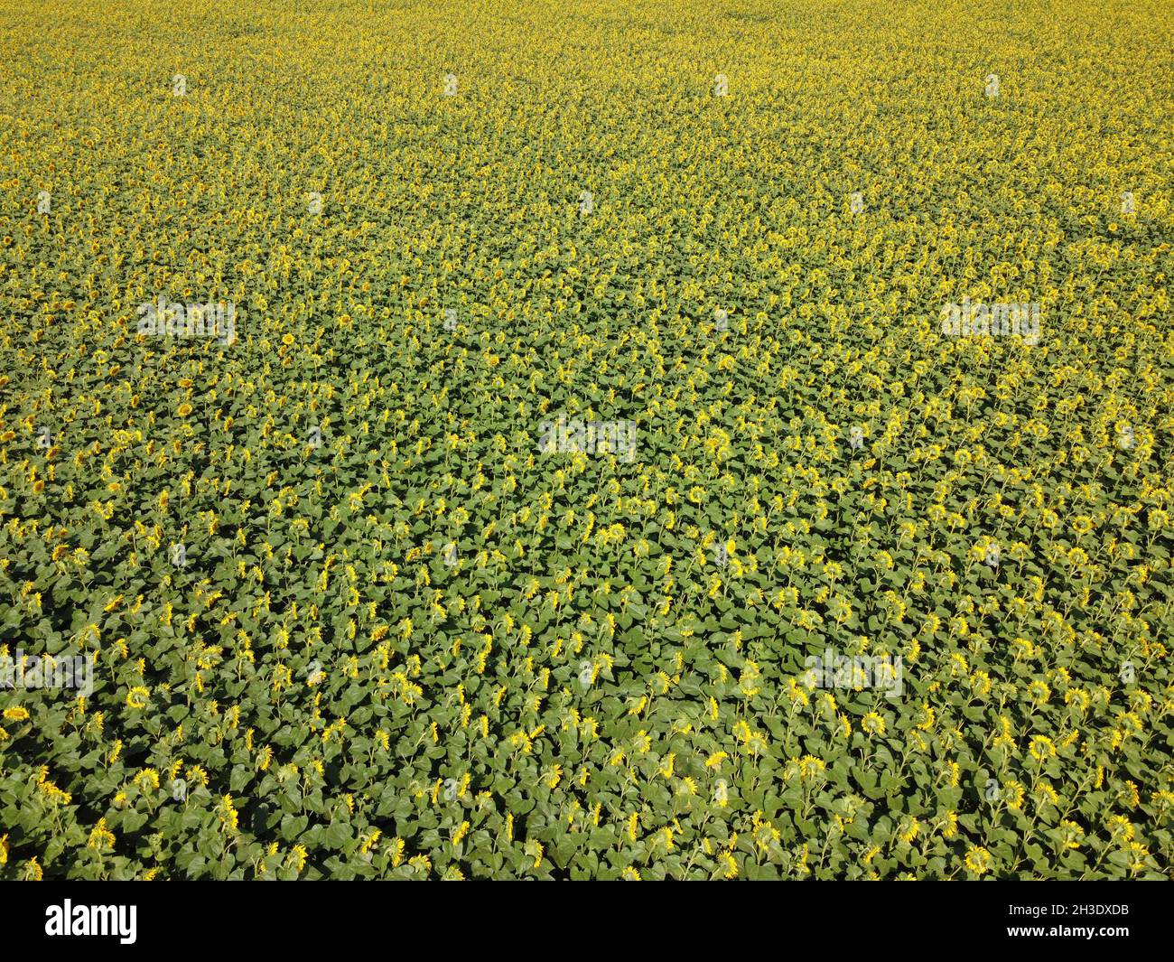 Sunflower field on a summer day, aerial view Stock Photo - Alamy