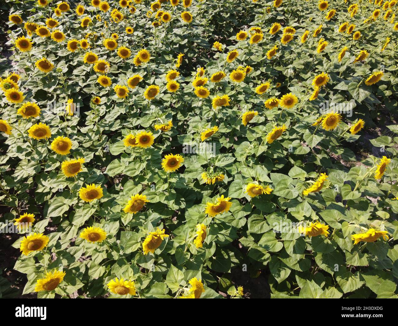 Sunflower flowers in the field, top view Stock Photo - Alamy