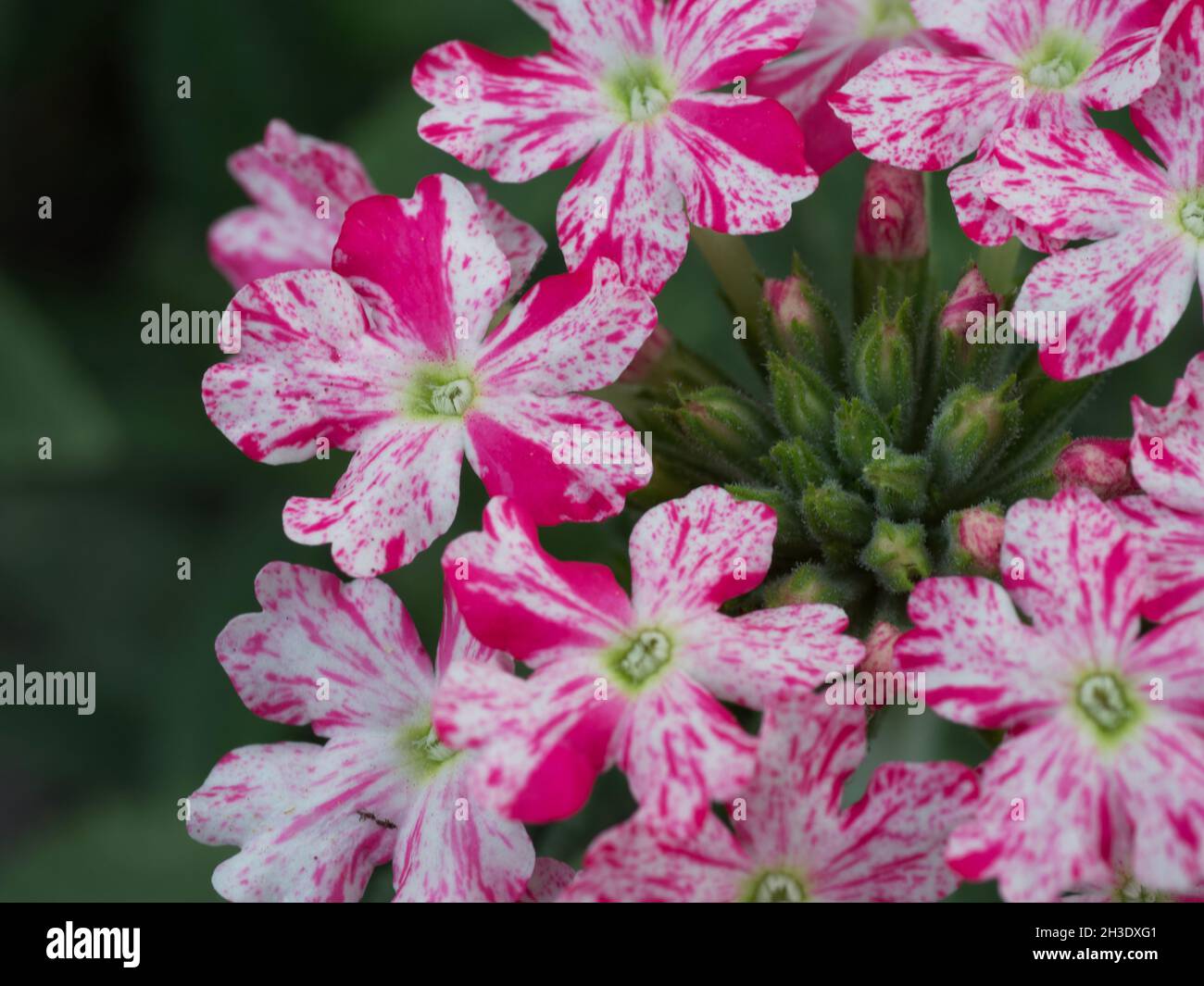 Red white verbena hi-res stock photography and images - Alamy