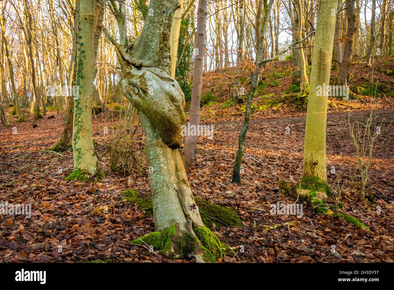 A broad leaf tree with a knot twist on its trunk in a fall woodland ...