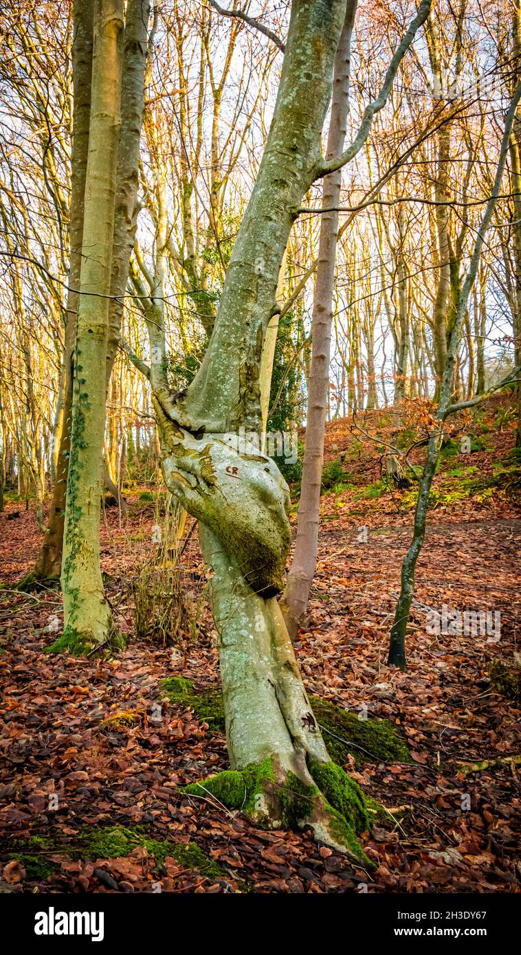 A broad leaf tree with a knot twist and initials carved on its trunk in ...
