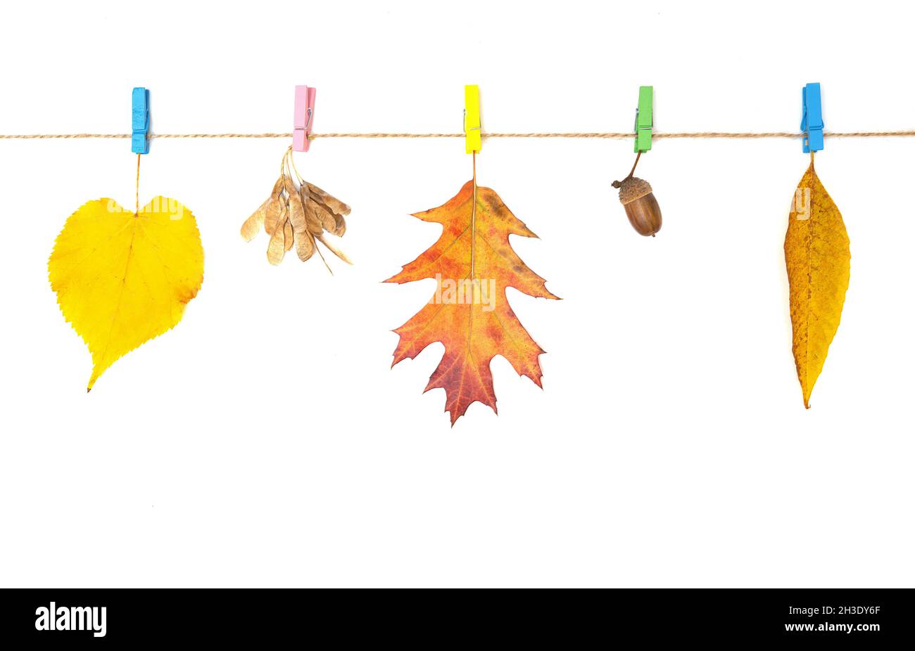 Autumn leaves pinned on a clothes line isolated on white background ...