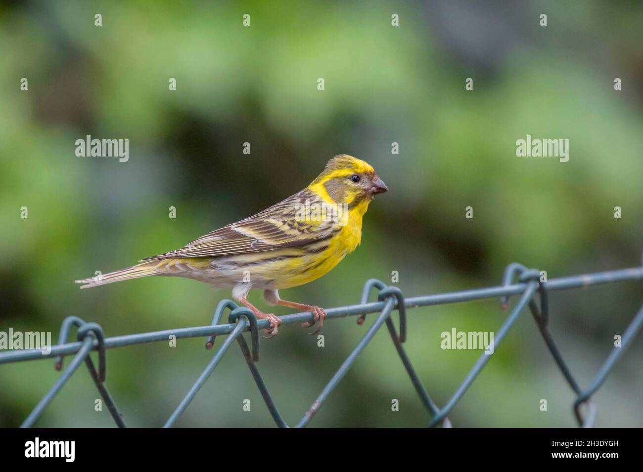 Serin fence hi-res stock photography and images - Alamy