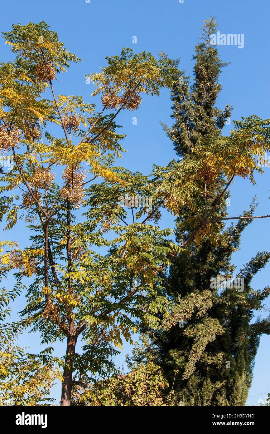 Persian lilac, chinaberry tree (Melia azedarach), branches with fruits ...
