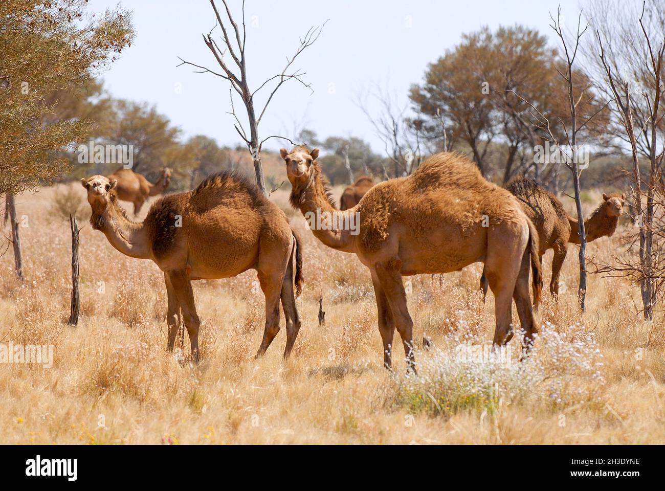 dromedary, one-humped camel (Camelus dromedarius), Herd at the outback ...