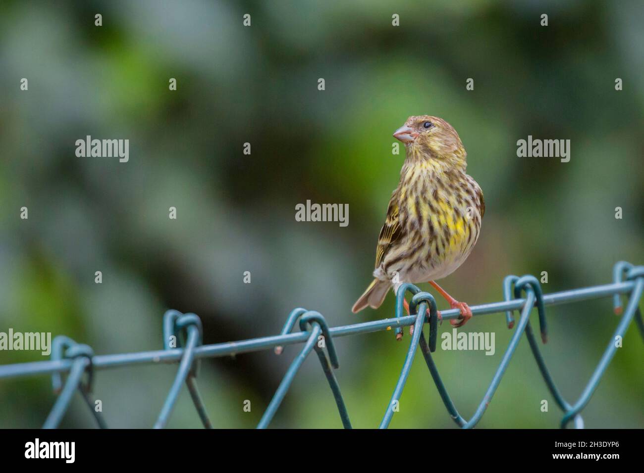 Serin fence hi-res stock photography and images - Alamy