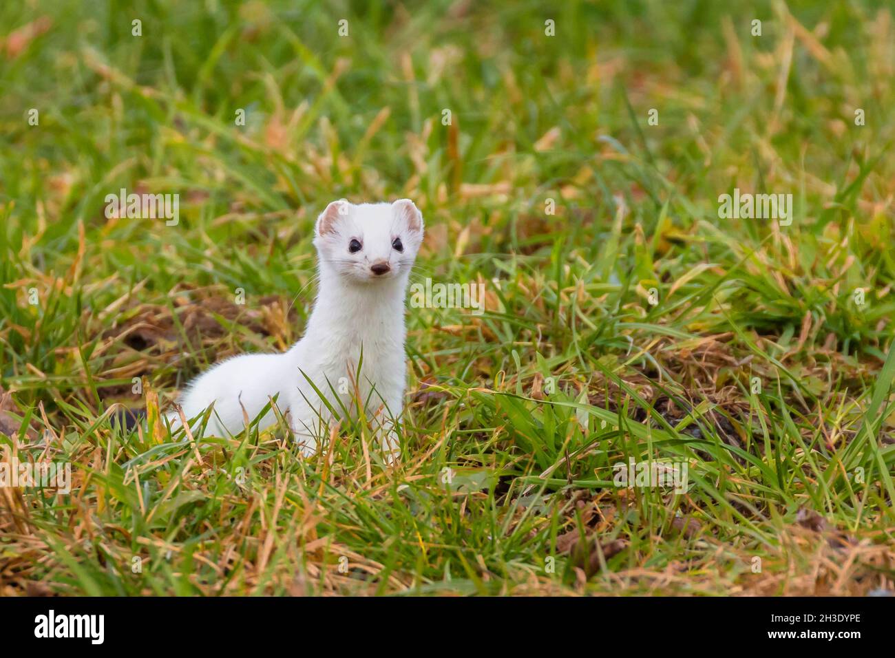 Ermine, Stoat, Short-tailed weasel (Mustela erminea), sitting in a ...