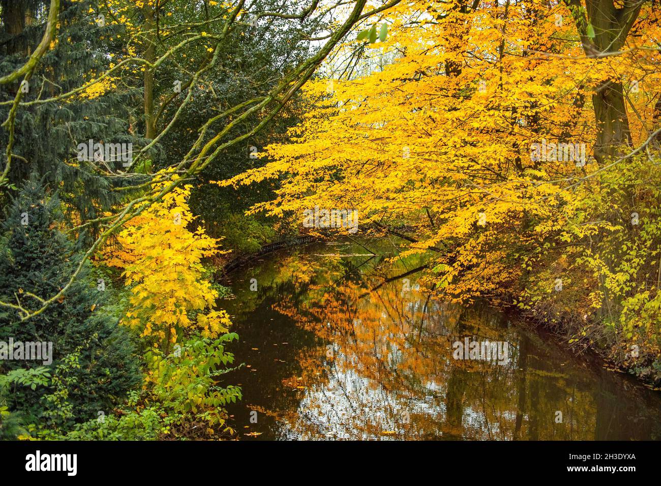 common hornbeam, European hornbeam (Carpinus betulus), Hornbeam with ...