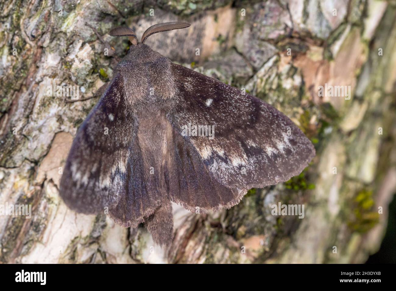 pine lappet, pine-tree lappet, European pine moth (Dendrolimus pini ...