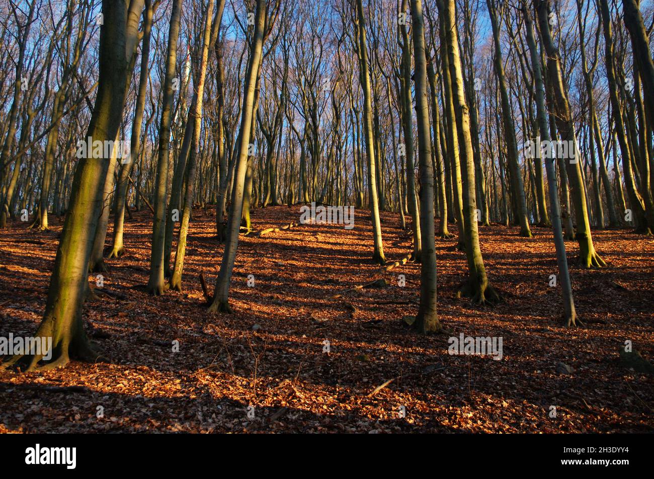 Sunbeam wood tree autumn sunlight hi-res stock photography and images ...