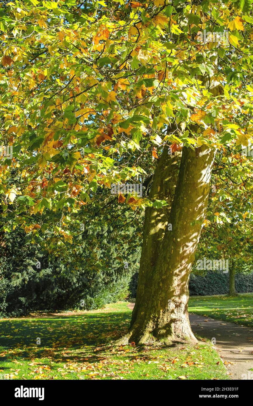 Autumn leaves of the london plane hi-res stock photography and images ...