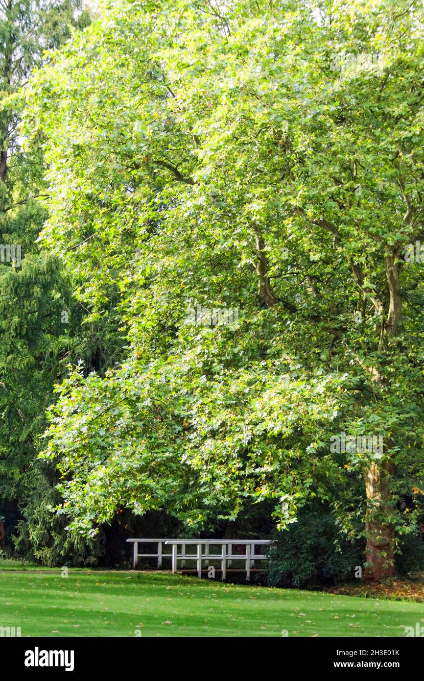 European plane, maple-leaved plane, London plane, London planetree ...