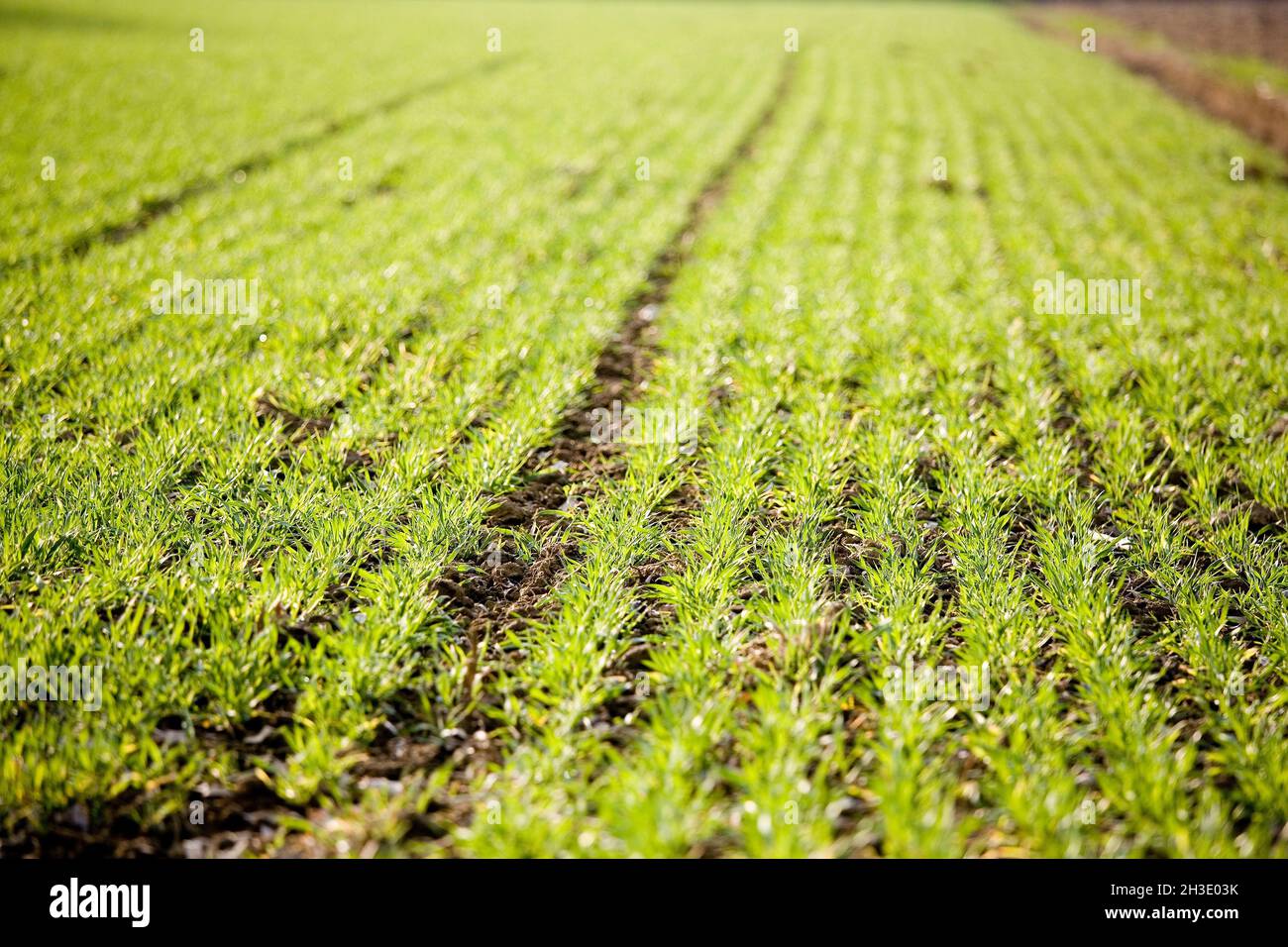 field with seedlings, Germany Stock Photo - Alamy
