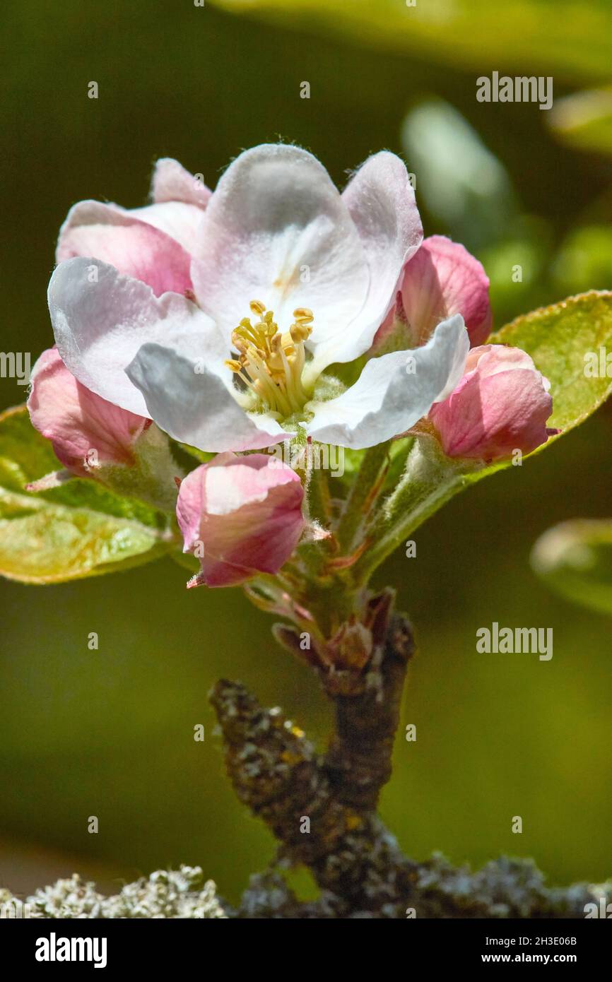 Open anthers hi-res stock photography and images - Alamy
