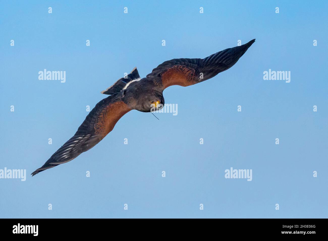 Flying towards camera hi-res stock photography and images - Alamy
