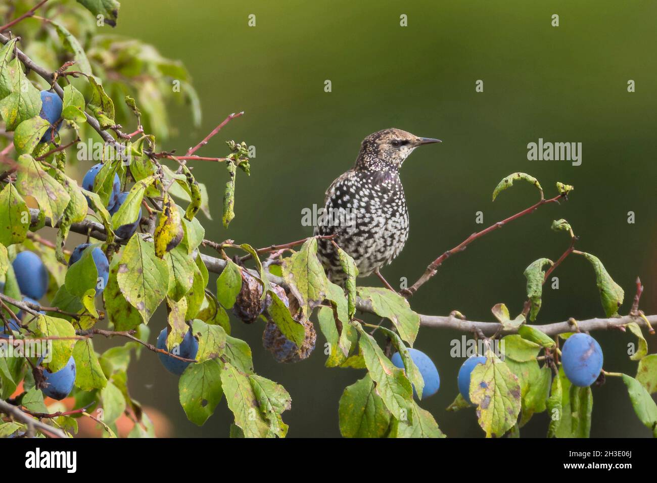Common plum tree hi-res stock photography and images - Alamy