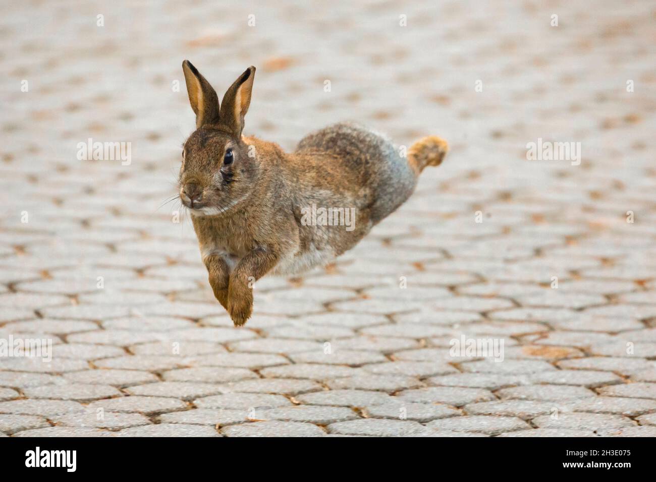 Jumping Rabbit