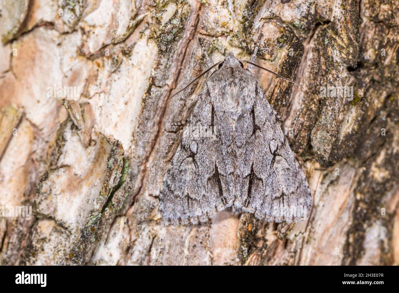 Grey dagger, Grey dagger moth (Acronicta psi, Acronycta psi, Apatele ...