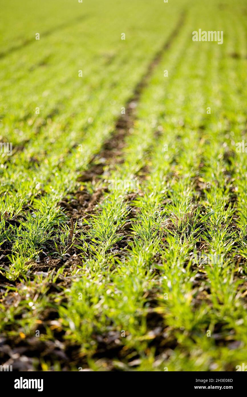 field with seedlings, Germany Stock Photo - Alamy
