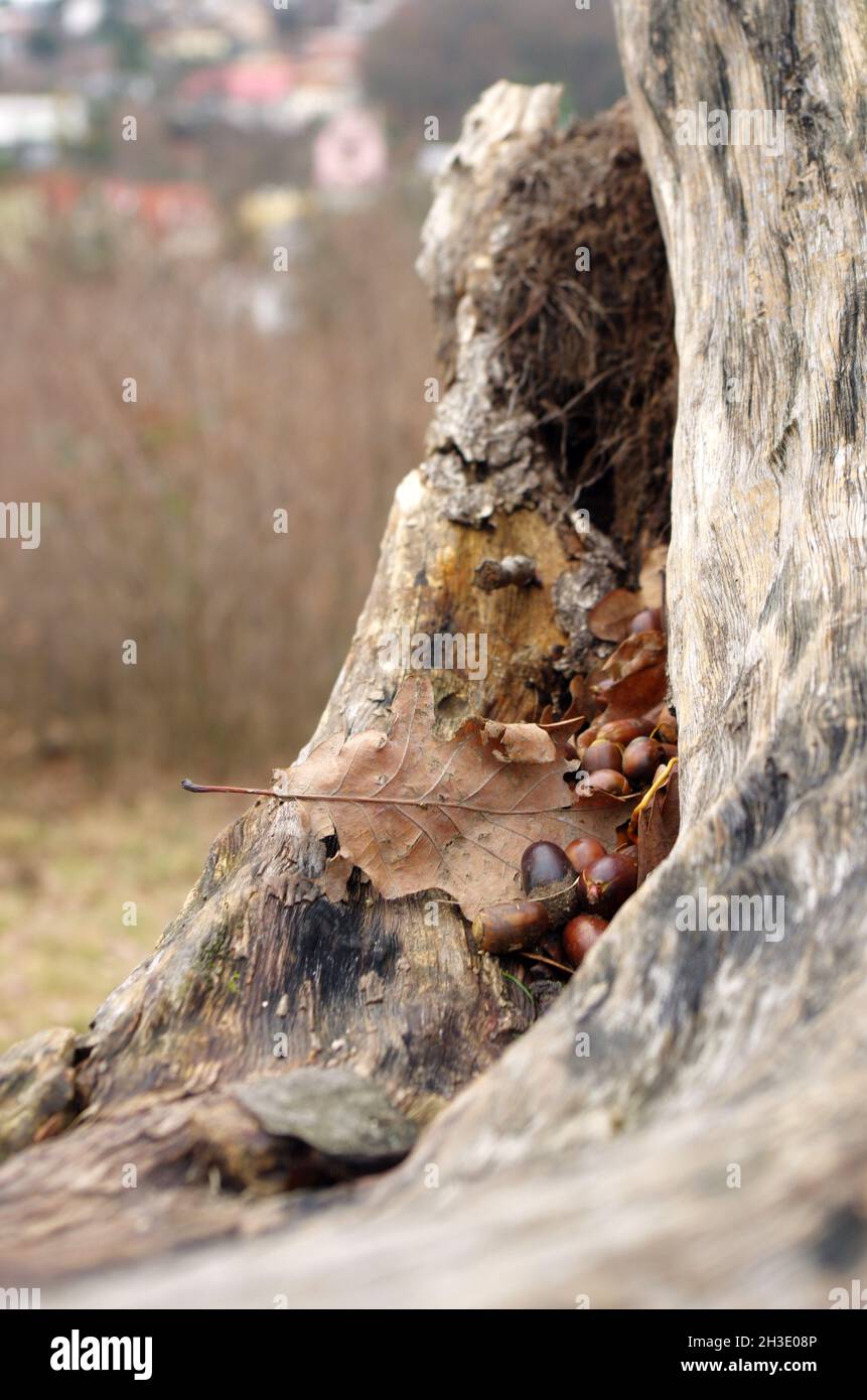 Old tree trunk with acorns and leaves. Autumn background. Fall nature ...