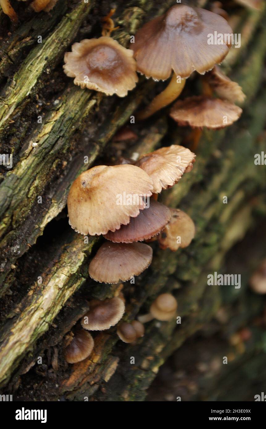 Mushrooms growing from a tree on a trunk. Autumn season. Mushrooms on a ...
