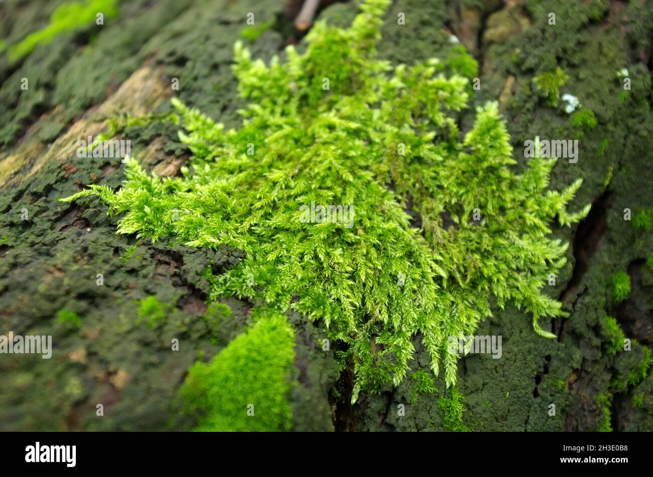 Mossy tree log hi-res stock photography and images - Alamy