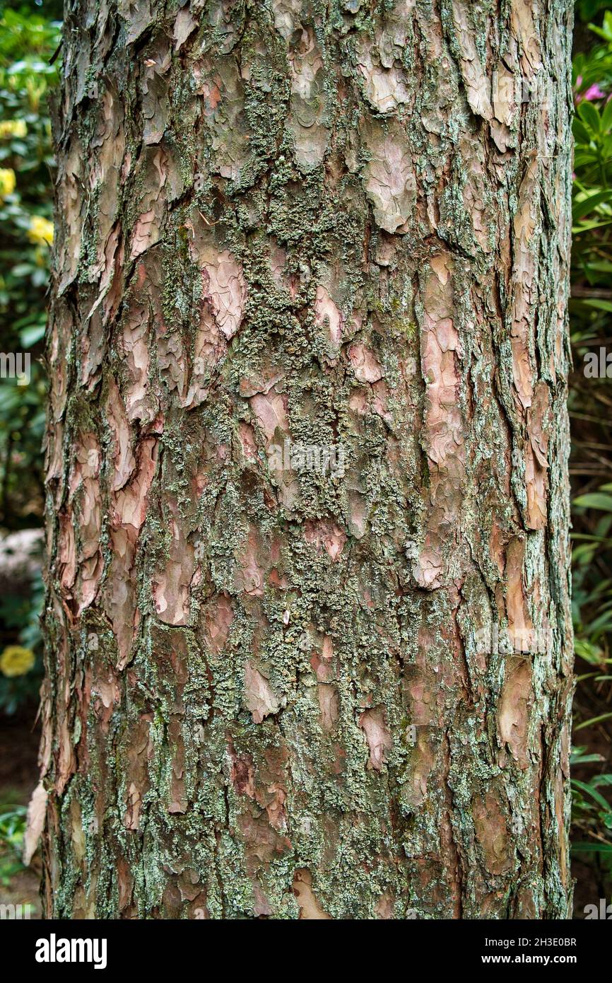 Scotch pine, Scots pine (Pinus sylvestris), lichen-covered trunk ...