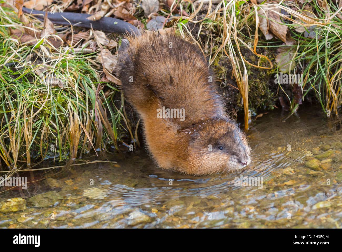 muskrat (Ondatra zibethicus), rising from the bank into the water ...