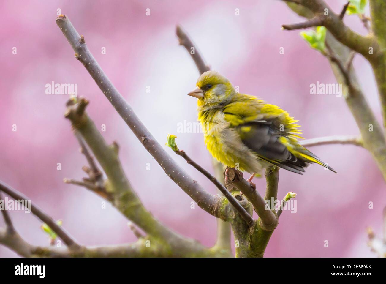 Bird fluffing up plumage hi-res stock photography and images - Alamy