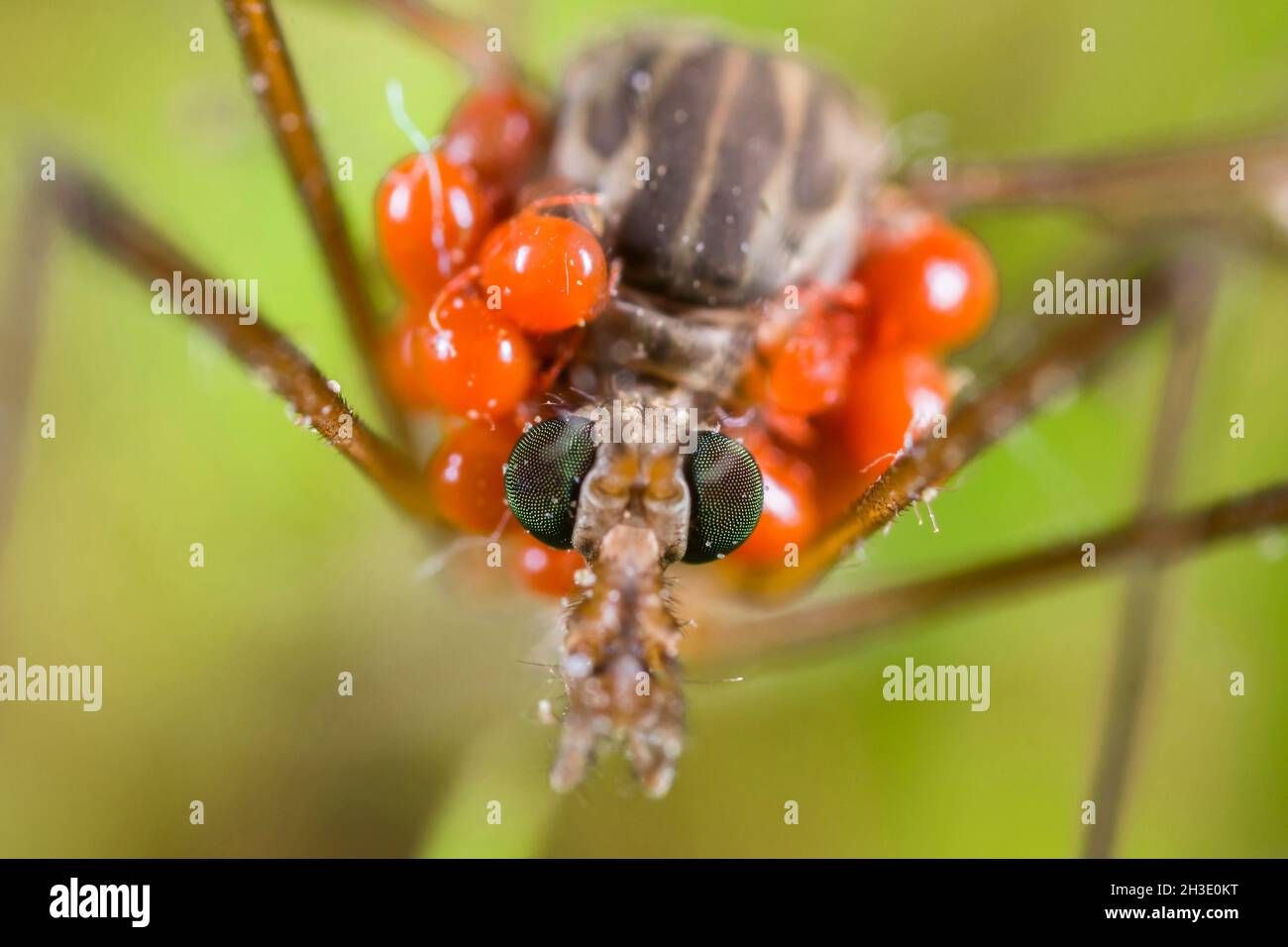 Terrestrial chelicerates mite mites hi-res stock photography and images ...