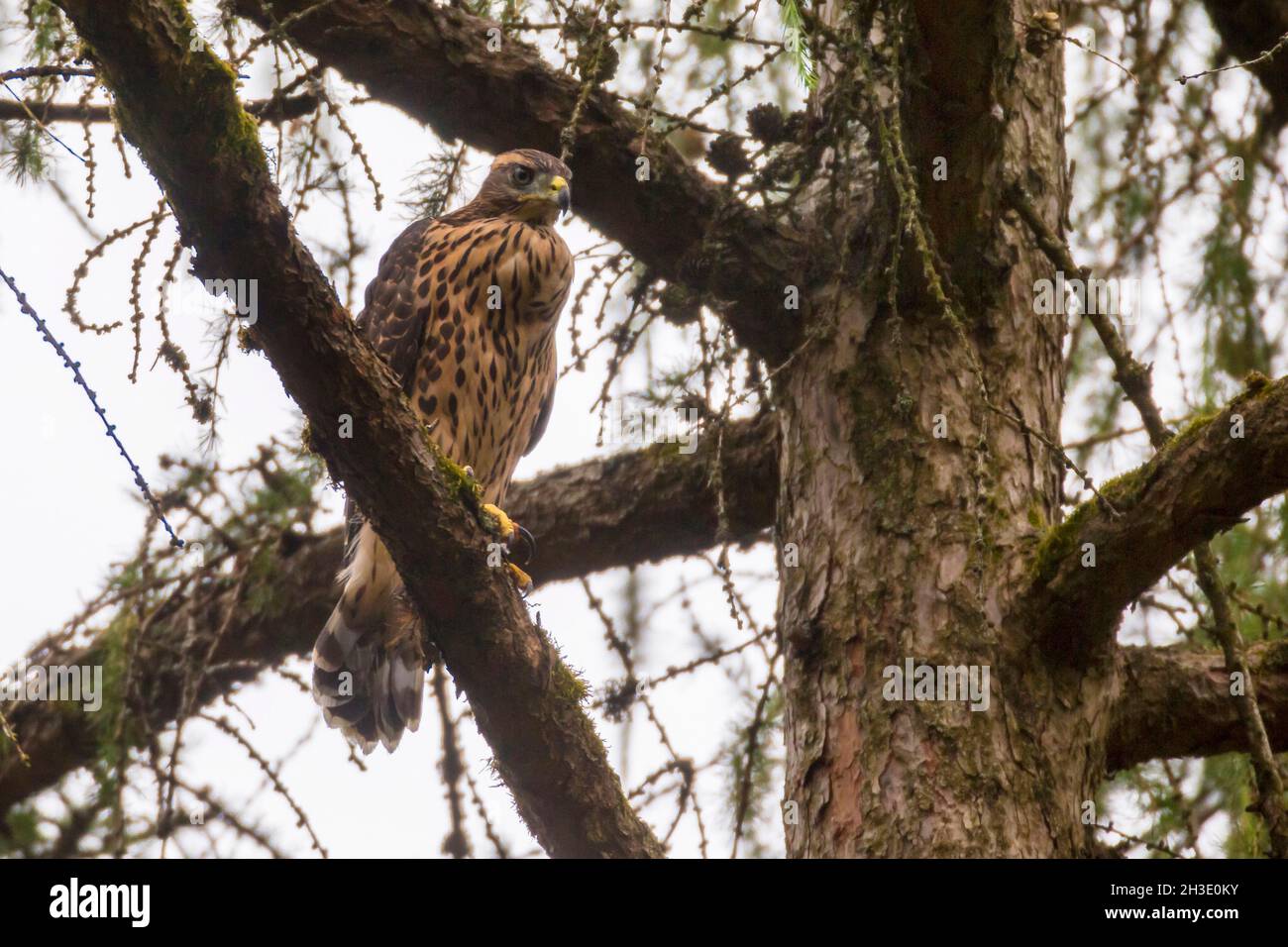 Full tree hi-res stock photography and images - Alamy