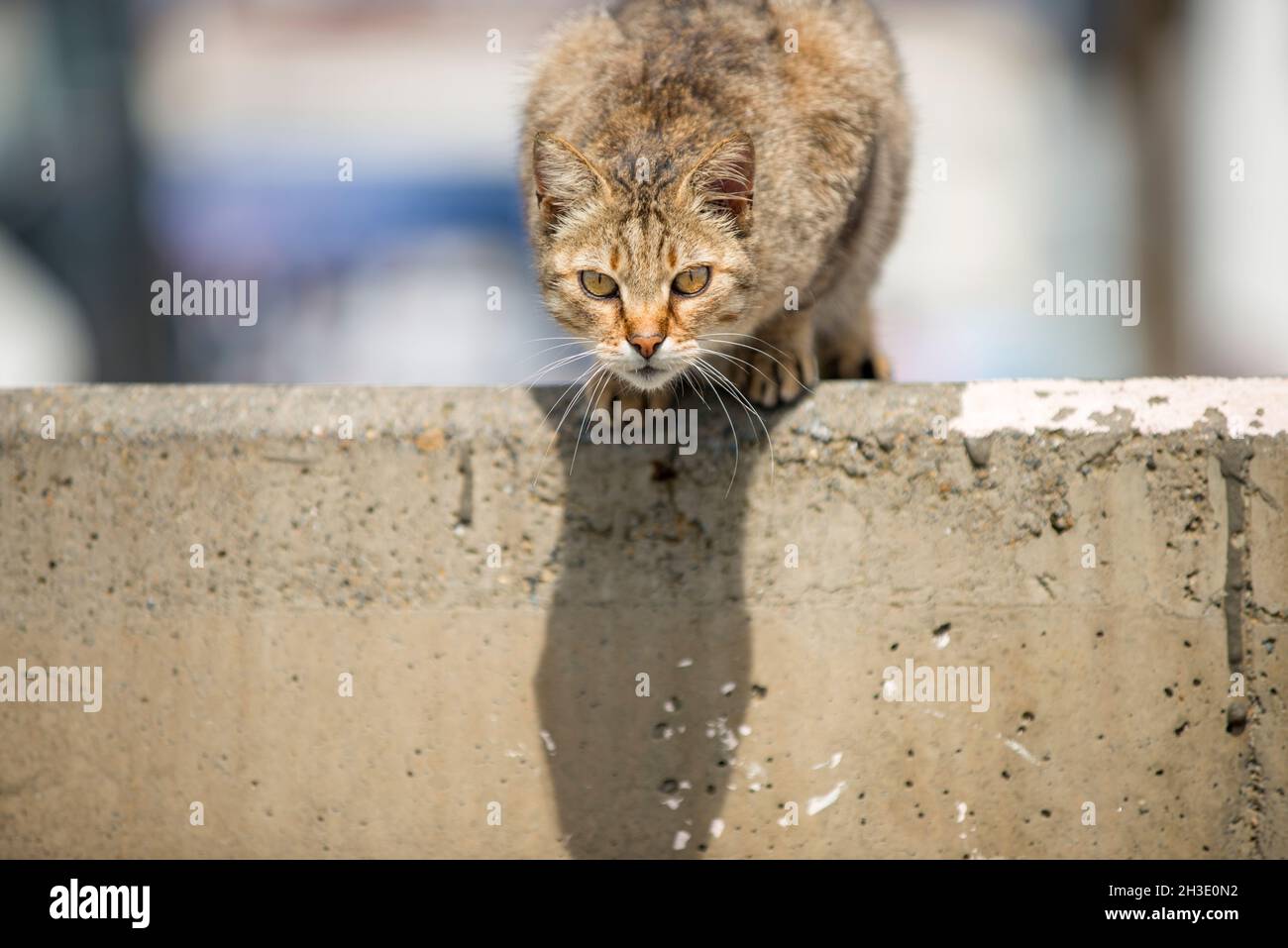 Defiant cat hi-res stock photography and images - Alamy
