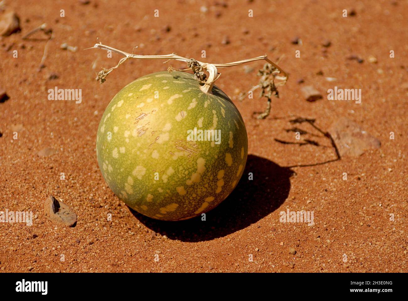bitter apple, colocynth (Citrullus colocynthis), fruit lying in outback ...