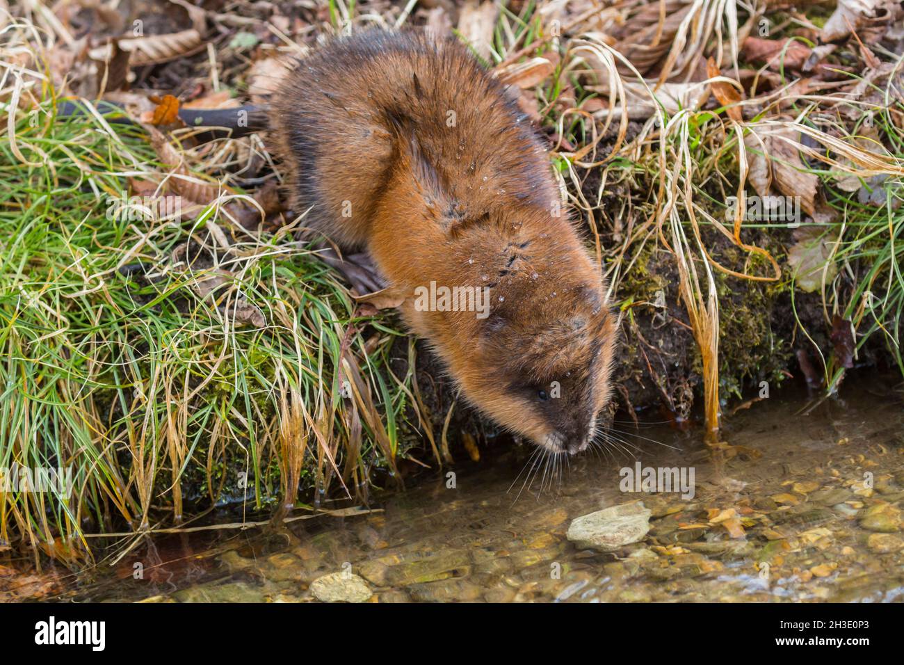 muskrat (Ondatra zibethicus), rising from the bank into the water ...