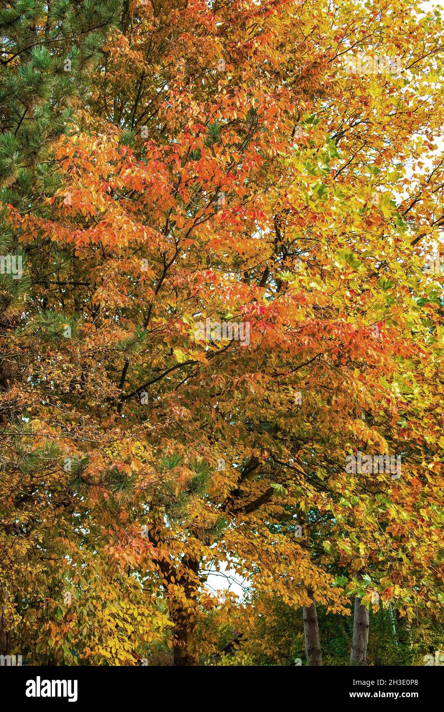 common hornbeam, European hornbeam (Carpinus betulus), Trees in autumn ...