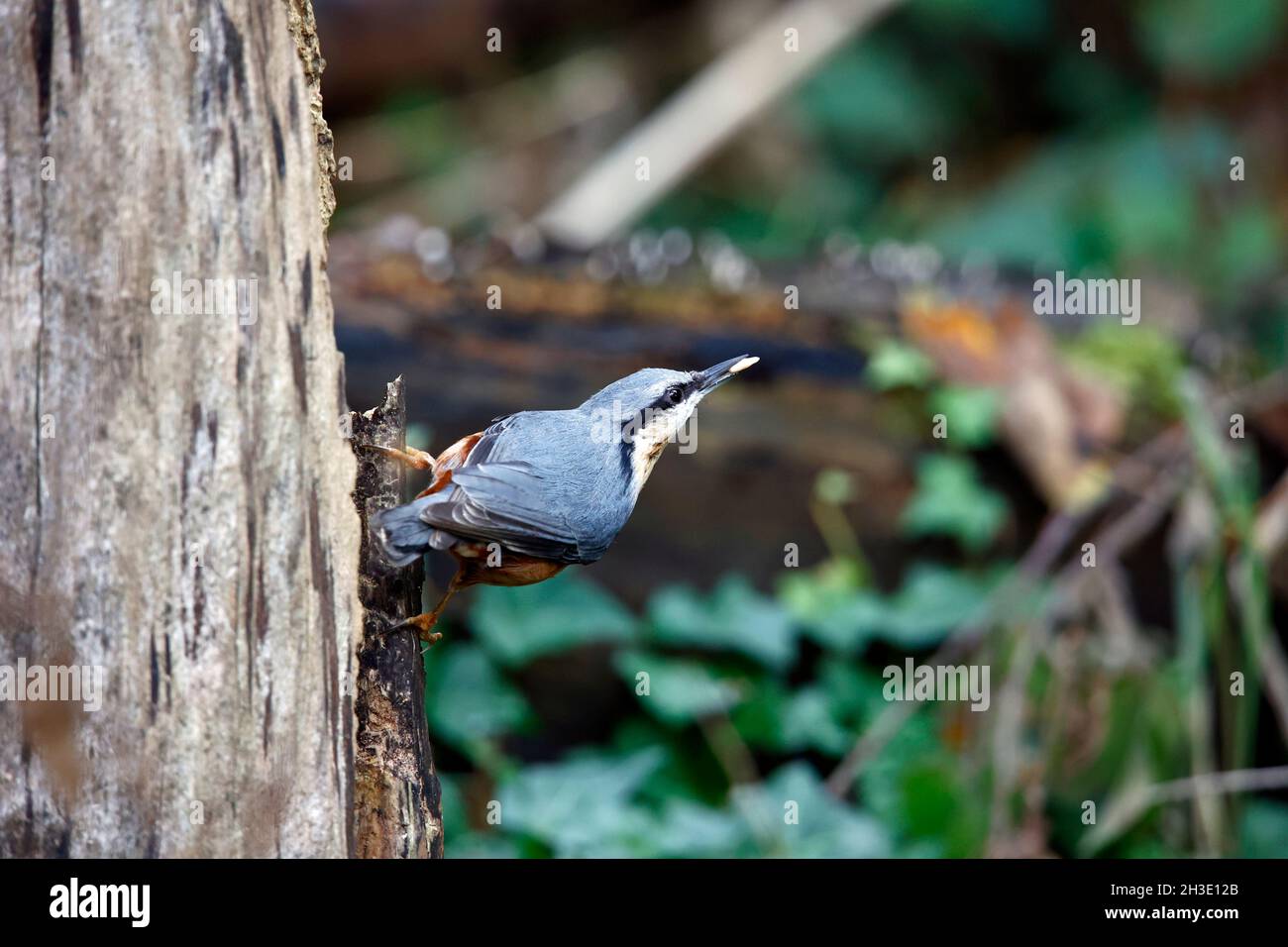 Nuthatch searching for and caching food in the woods Stock Photo - Alamy