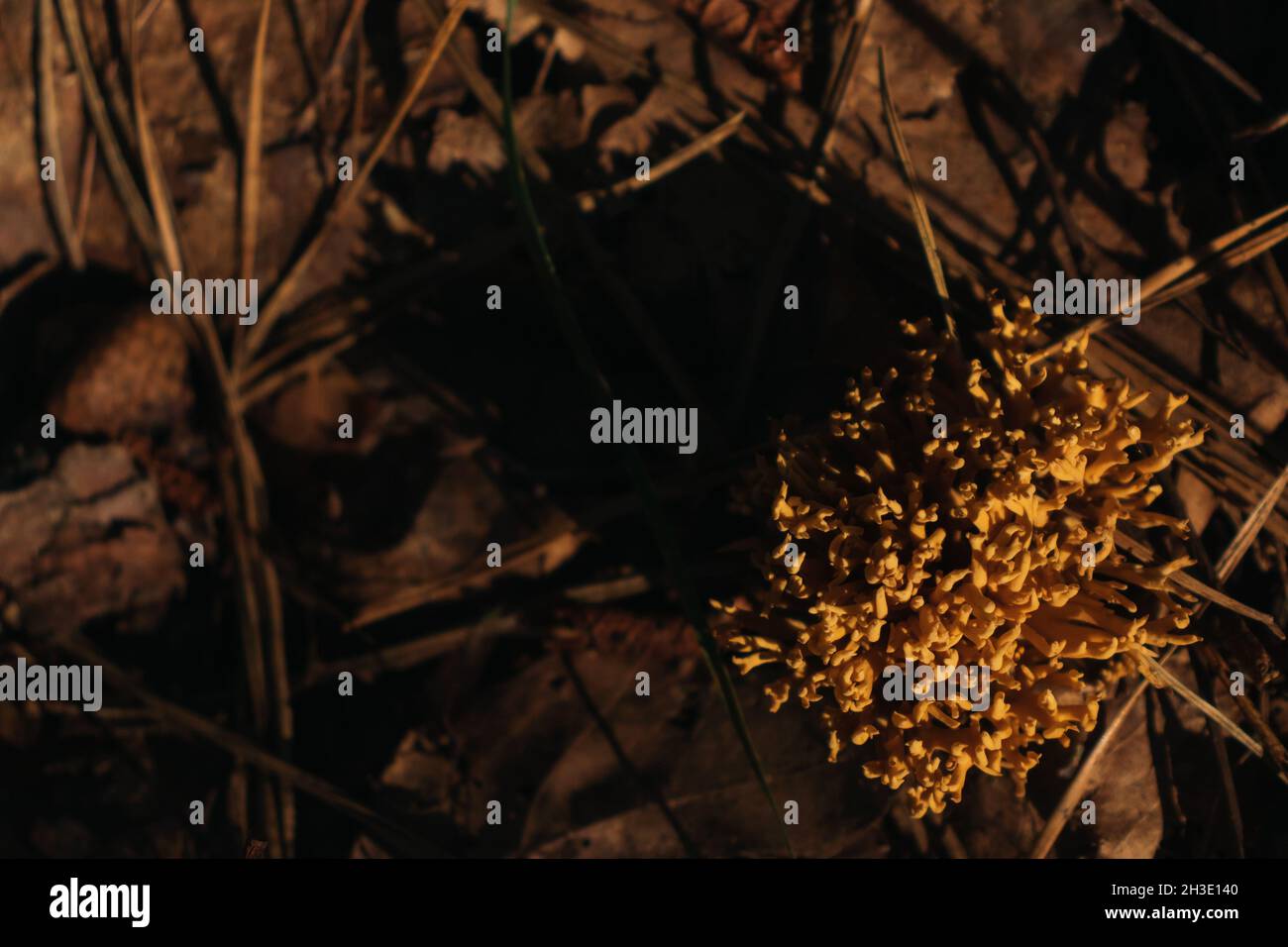 Top view of a Ramaria botrytis mushroom (a.k.a. the clustered coral ...