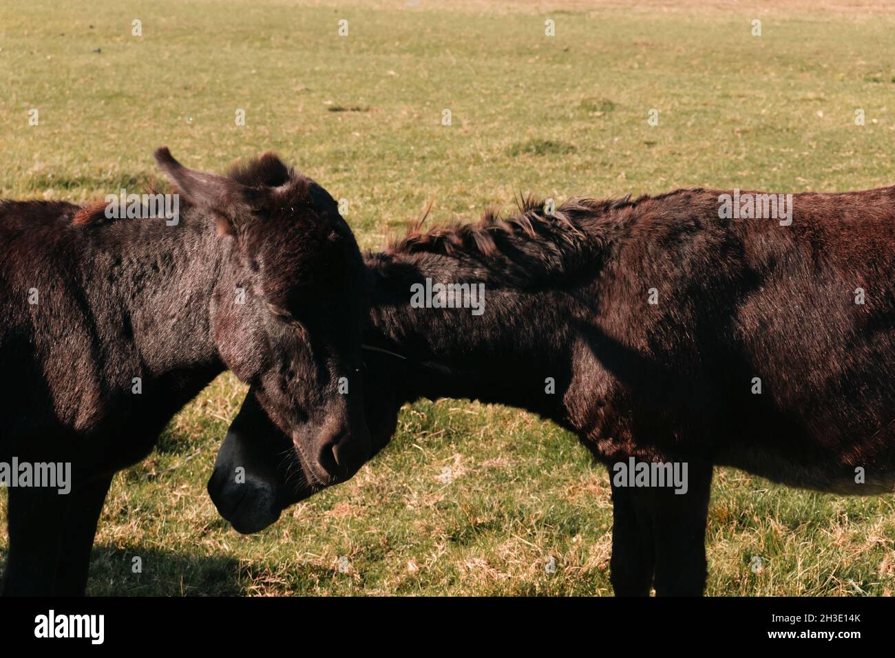 Two black donkeys cuddling in a green field. Concept of affection and ...