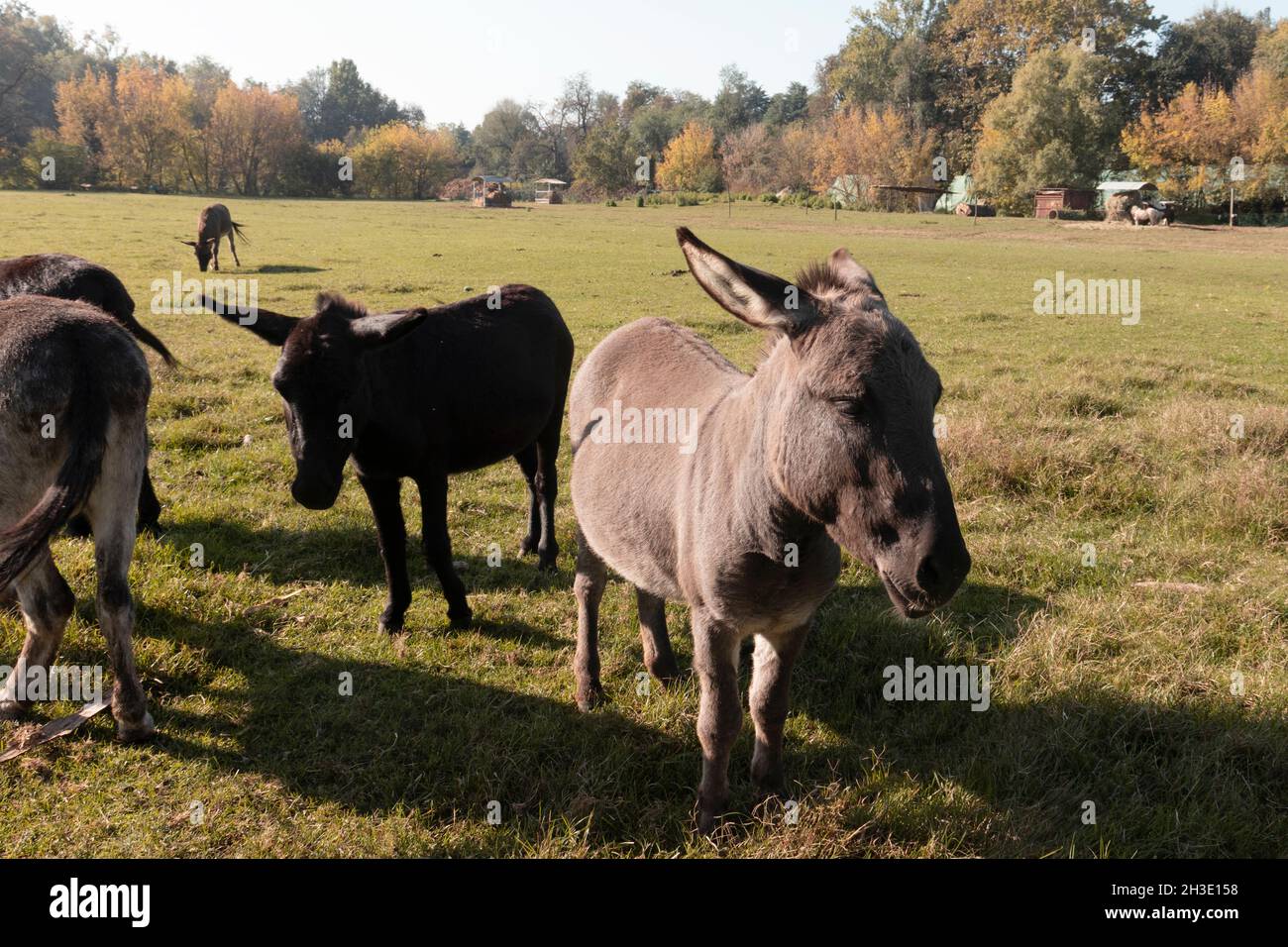 Group of donkeys in a farm. Peaful pets in a farm Stock Photo - Alamy