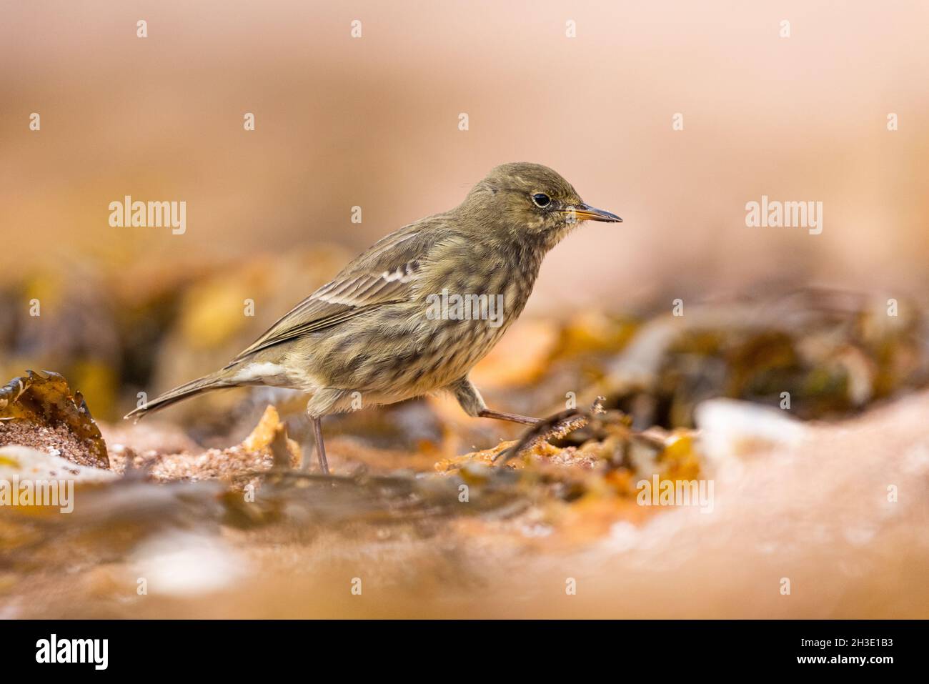 Rock Pipit searching for food in the seaweed, Scottish Highlands, UK ...