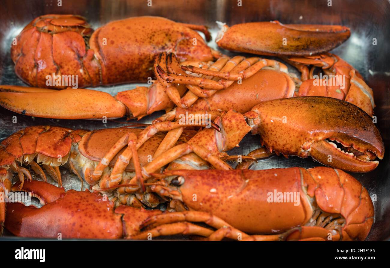 a fresh cooked red lobster Stock Photo - Alamy