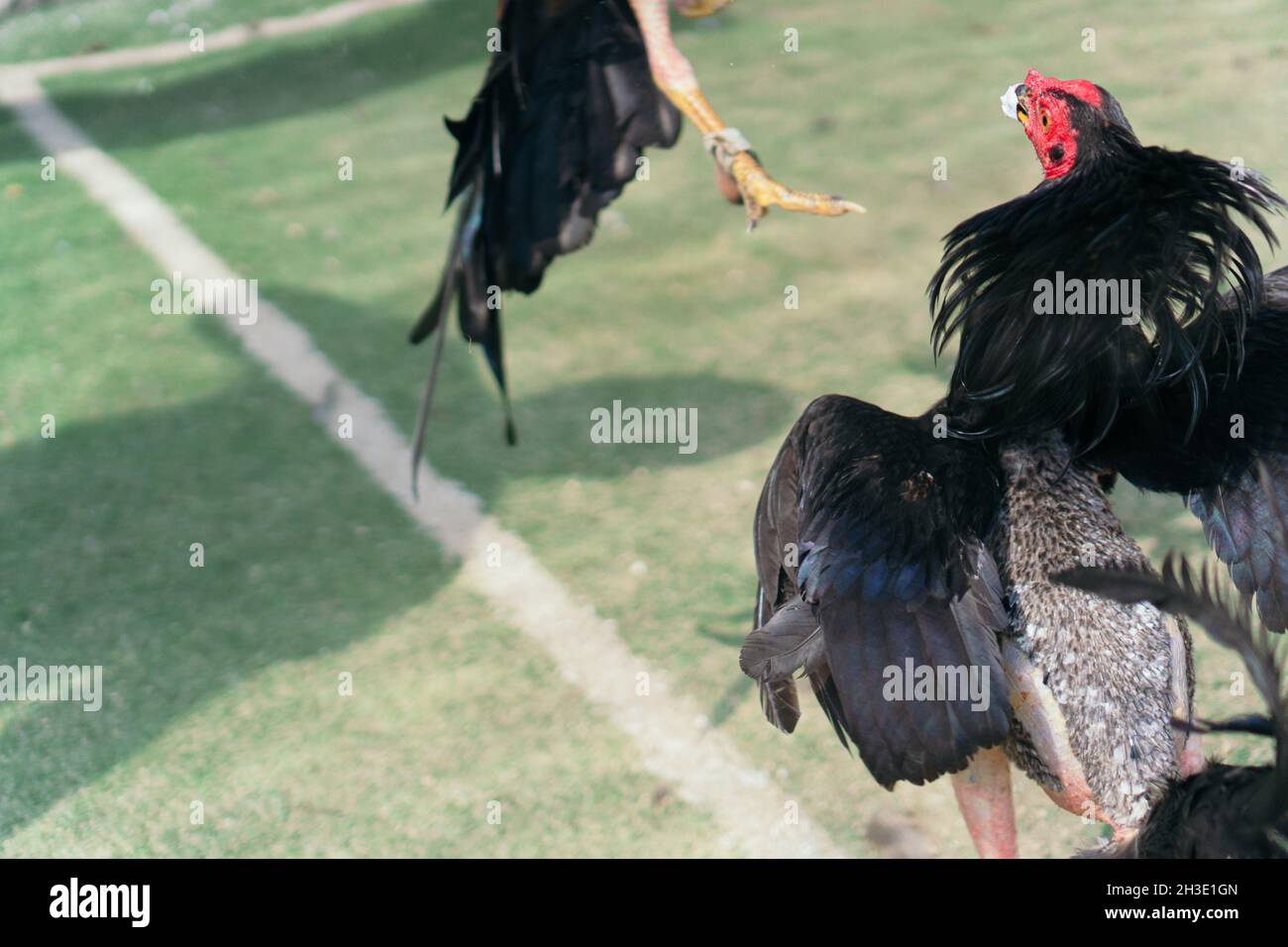 Angry rooster hi-res stock photography and images - Alamy