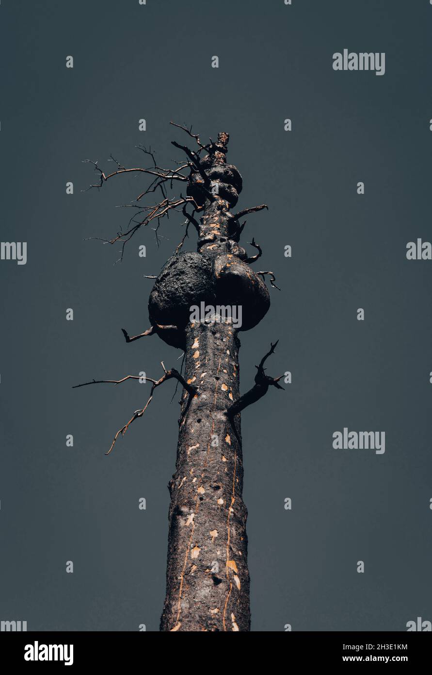 WAIPRUS, CANADA - Oct 25, 2021: A diseased tree stands tall after ...