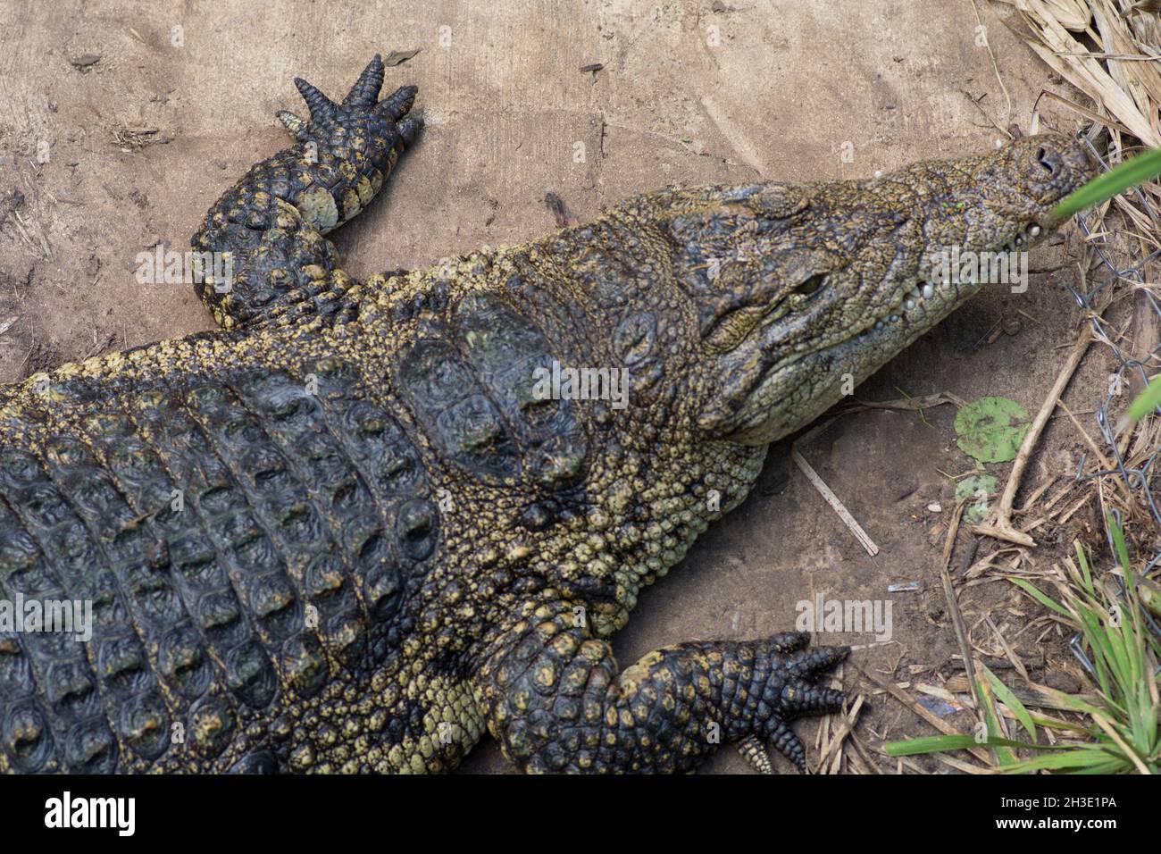 Top view of a Crocodile crawling on ground Stock Photo - Alamy