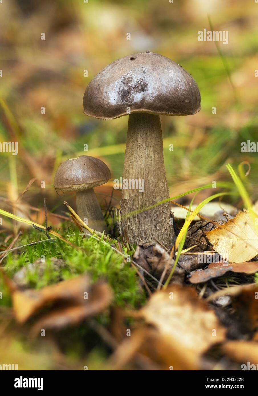 Mushrooms Bolete, fungus in the wild (Boletus pinophilus Stock Photo ...