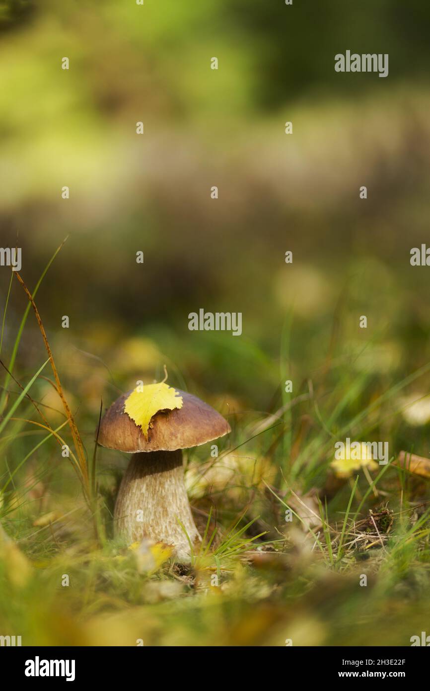 Mushrooms Bolete, fungus in the wild (Boletus pinophilus Stock Photo ...